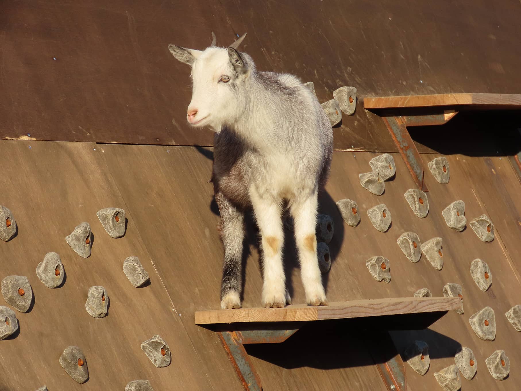 ふれあいどうぶつ縁公式ホームページ：動物紹介